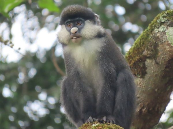 Kibale Forest National Park - National Parks | Uganda Parks